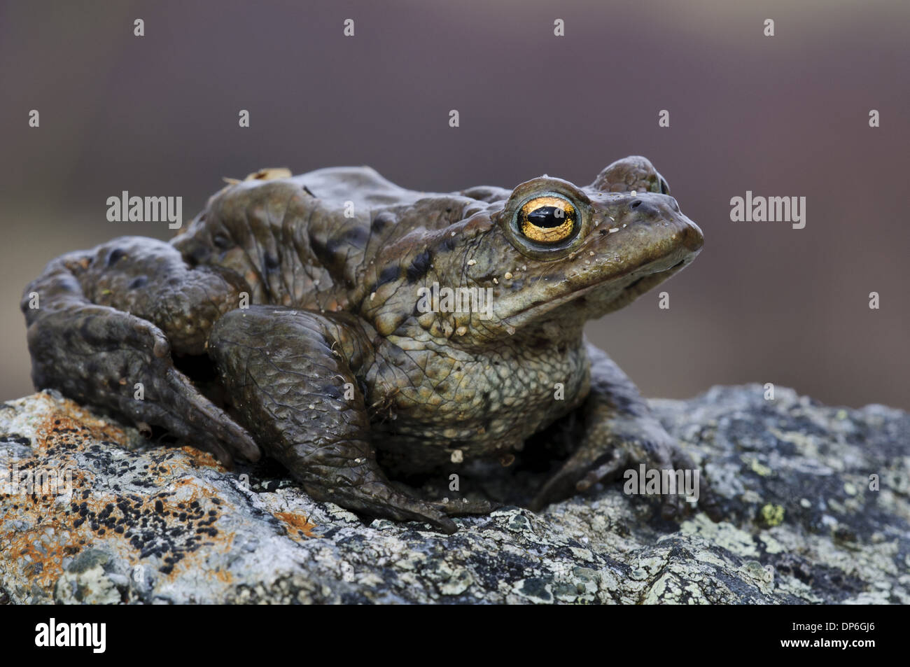 Scottish toads hi-res stock photography and images - Alamy