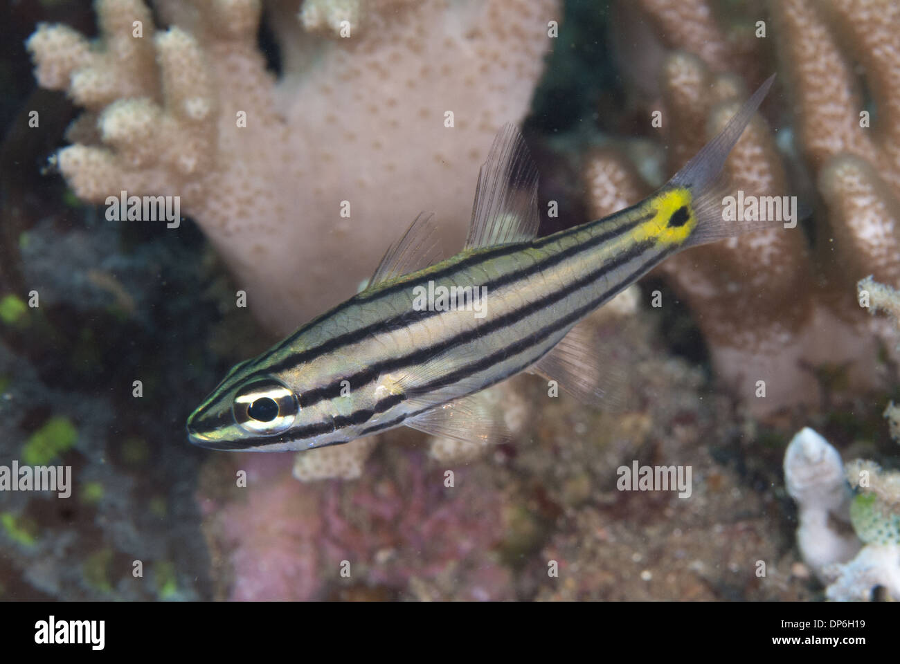 Toothy cardinalfish hi-res stock photography and images - Alamy