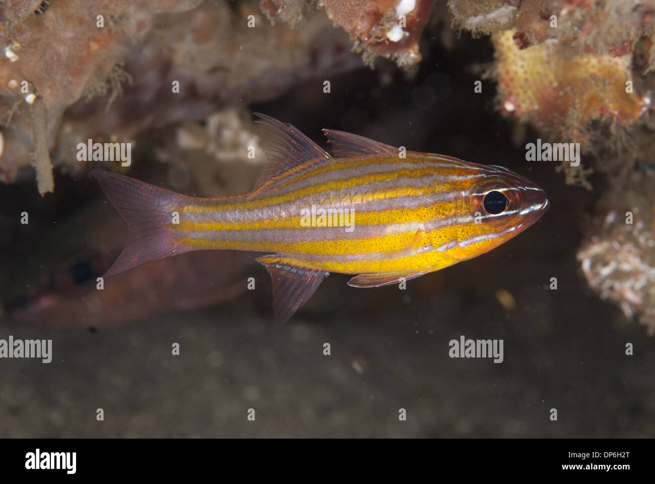Wassinck's Cardinalfish (Ostorhinchus wassinki) adult, swimming, Lembeh ...