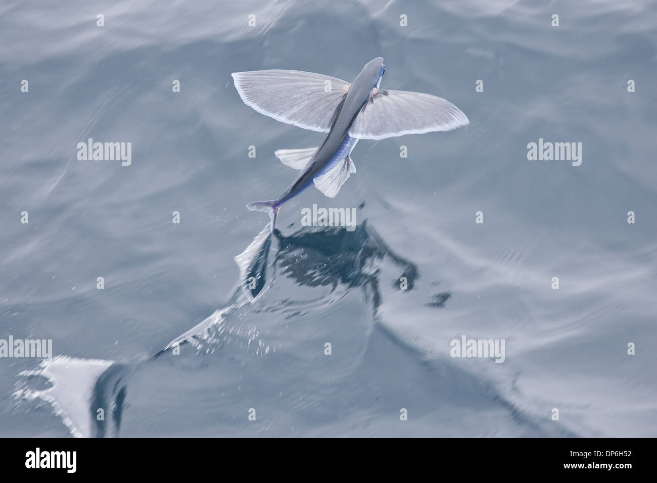 Exocoetidae flying fish marine hi-res stock photography and images - Alamy