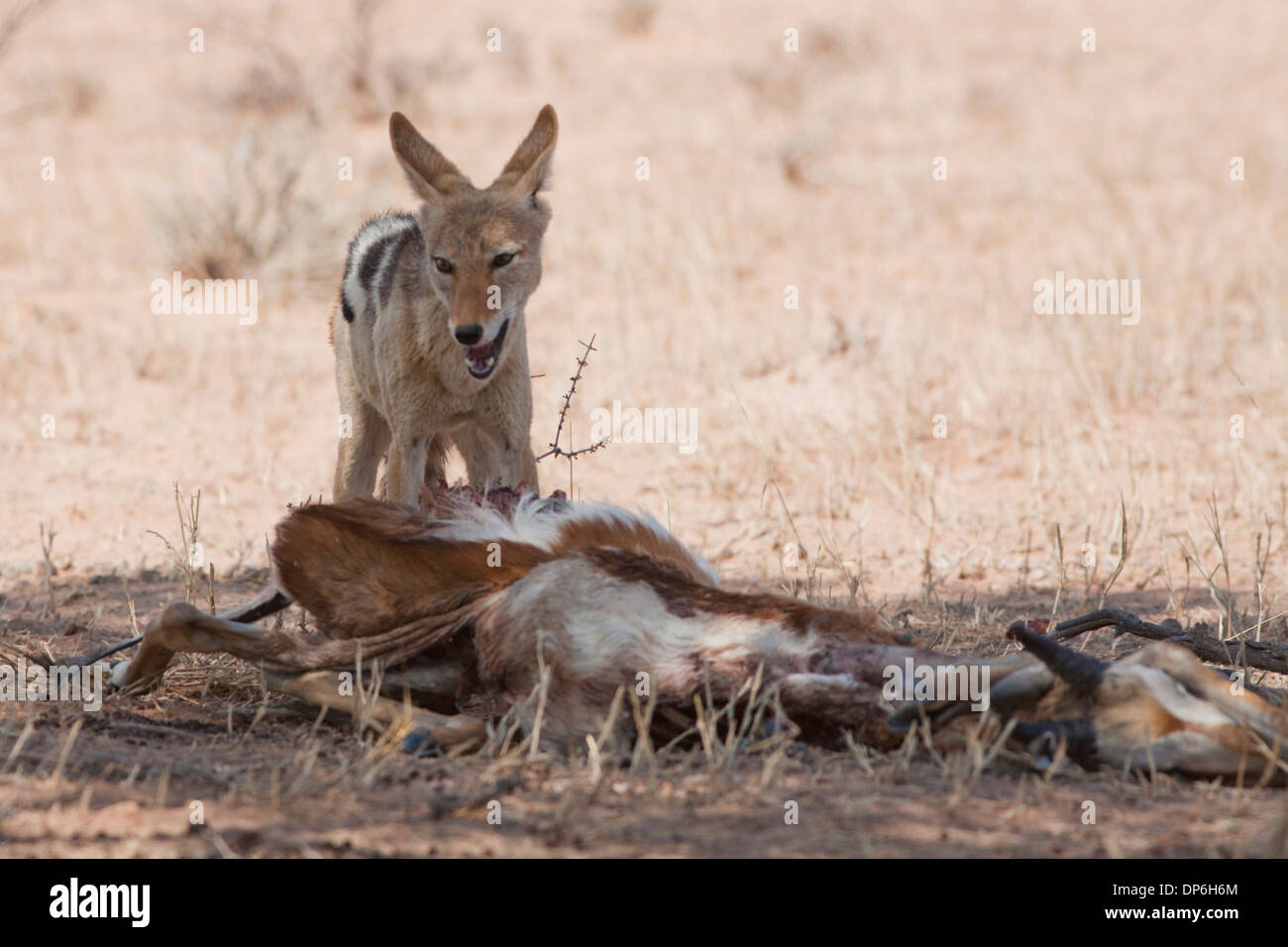 Black-backed Jackal with kill in the Kalahari Stock Photo - Alamy
