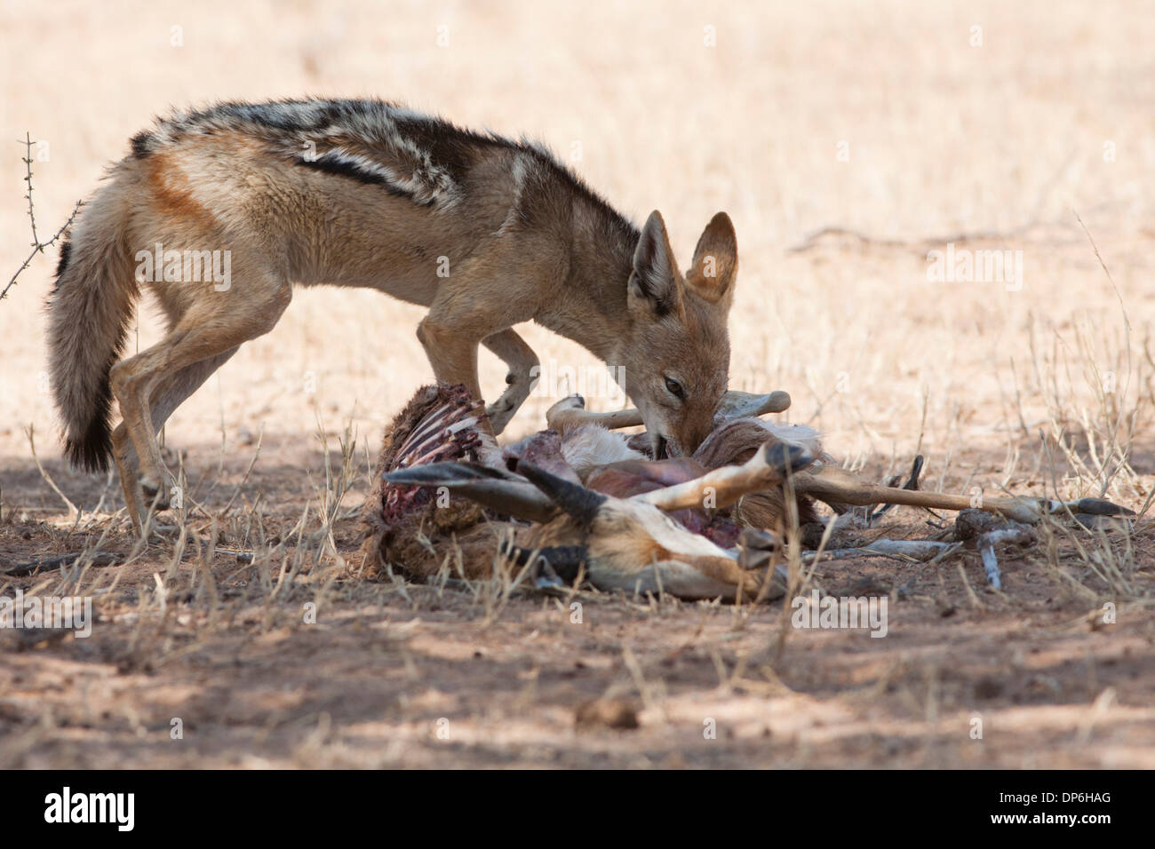 Black-backed Jackal with kill in the Kalahari Stock Photo - Alamy