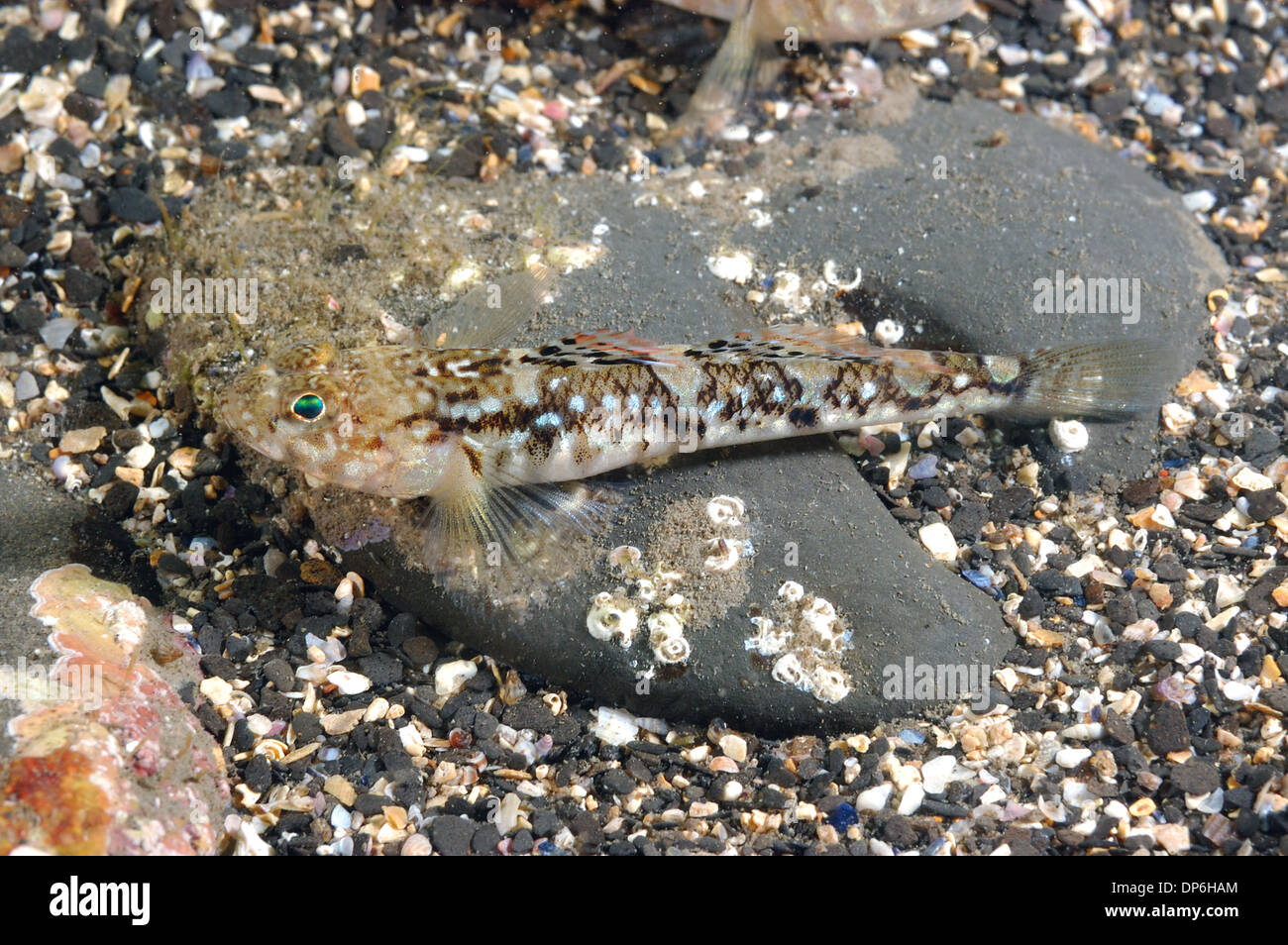 Painted Goby (Pomatoschistus pictus) adult, resting on seabed ...