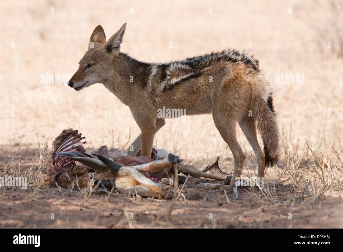 Black-backed Jackal with kill in the Kalahari Stock Photo - Alamy