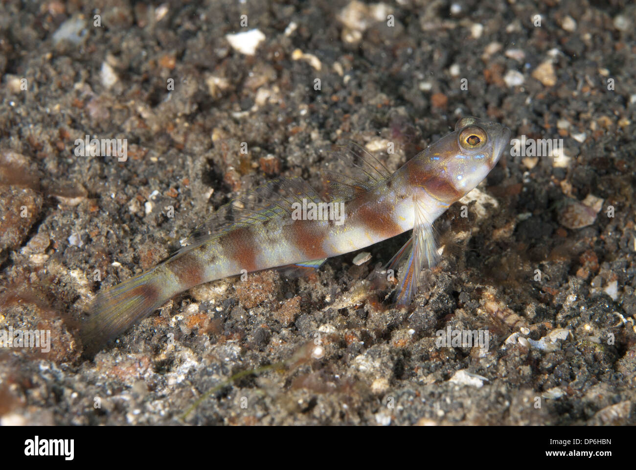 Black shrimp goby hi-res stock photography and images - Alamy