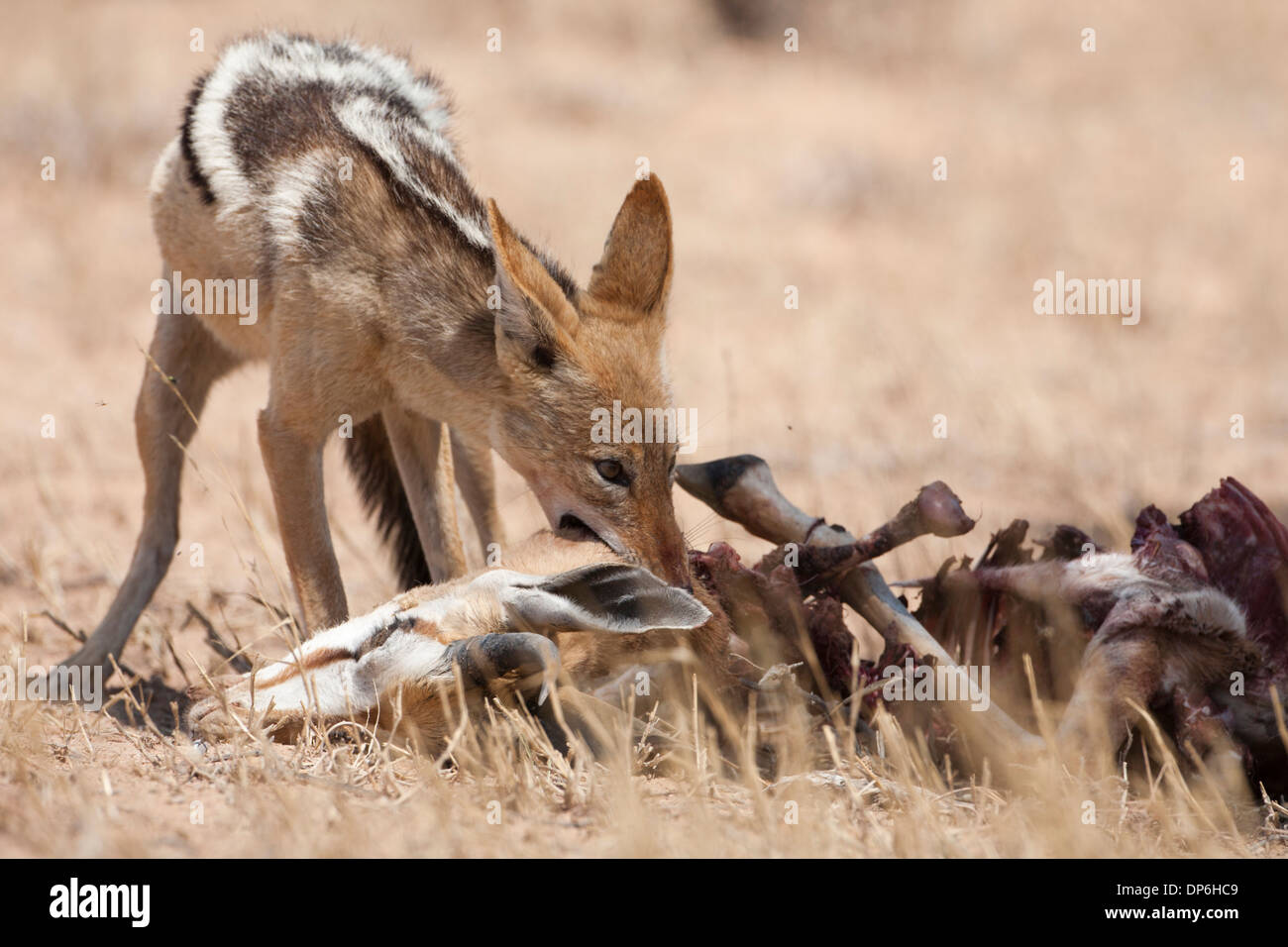 Black backed jackals canis mesomelas feeding hi-res stock photography ...