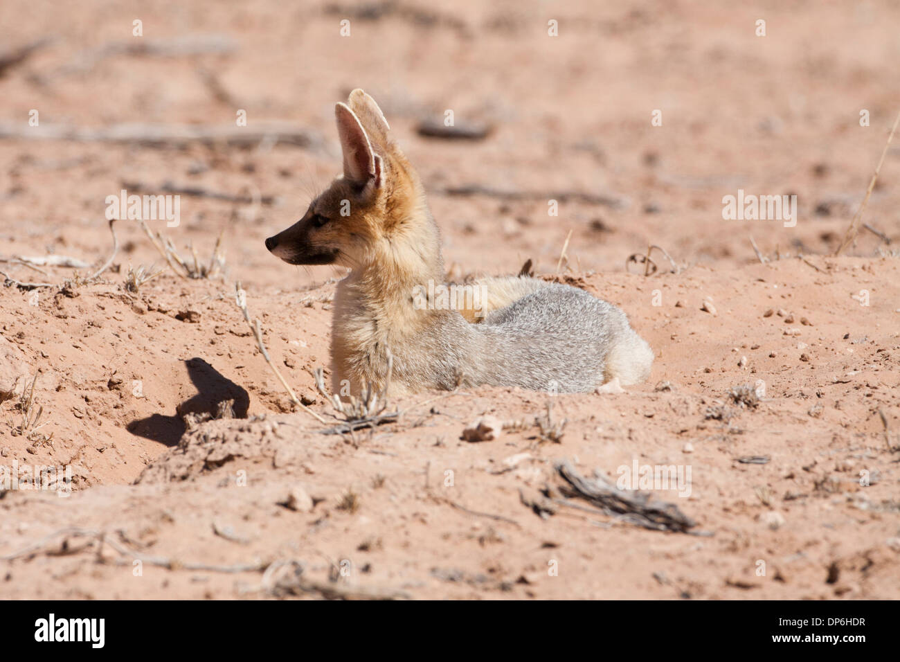 Cape Fox (vulpes chama) in the Kalahari desert, South Africa Stock ...
