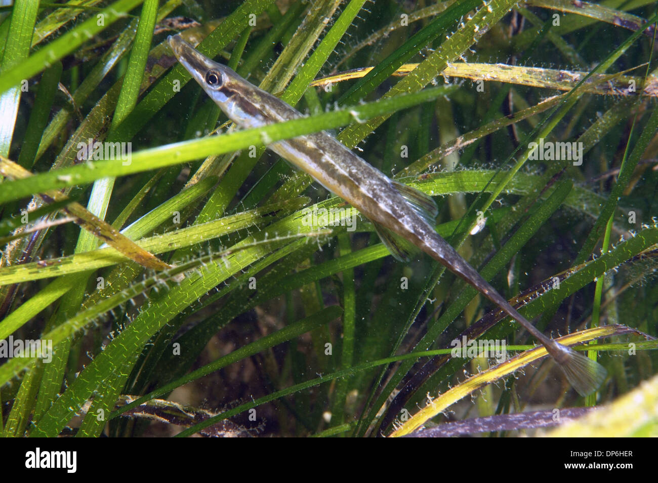 Fifteen spined stickleback hi-res stock photography and images - Alamy