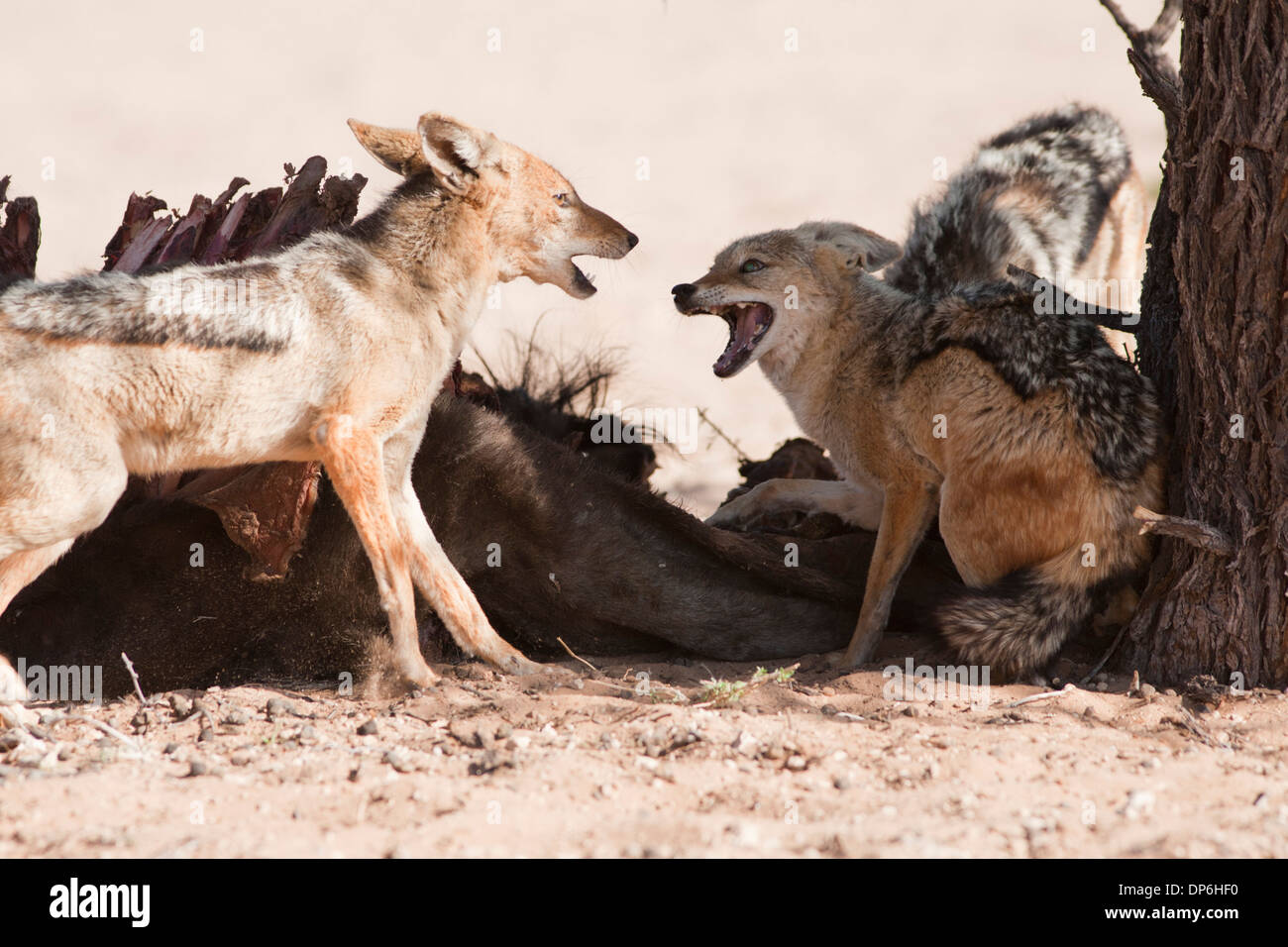 Black-backed Jackal with kill in the Kalahari Stock Photo - Alamy