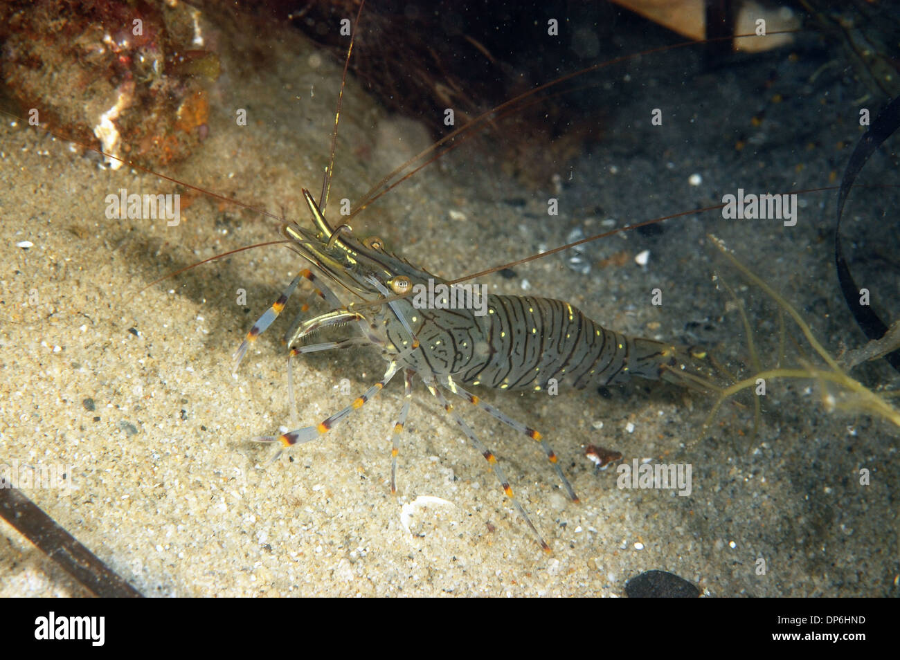 Common prawn palaemon serratus adult hi-res stock photography and ...
