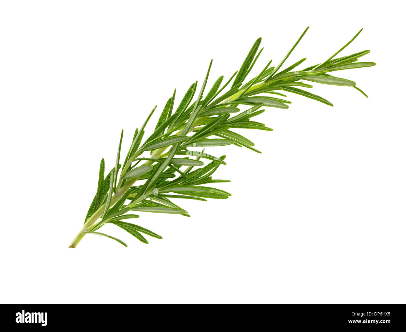 Rosemary Sprig