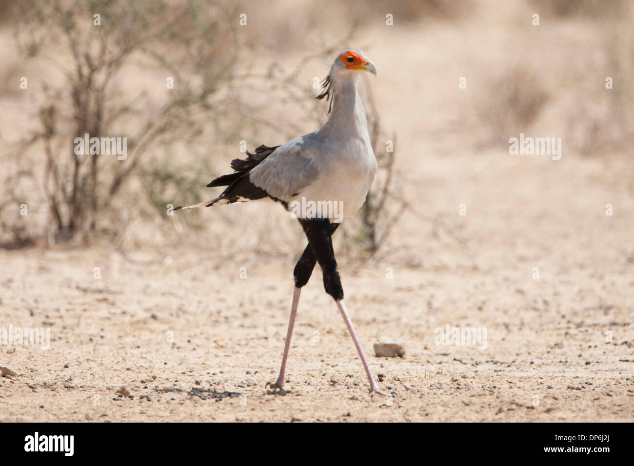 Kalahari Desert Birds