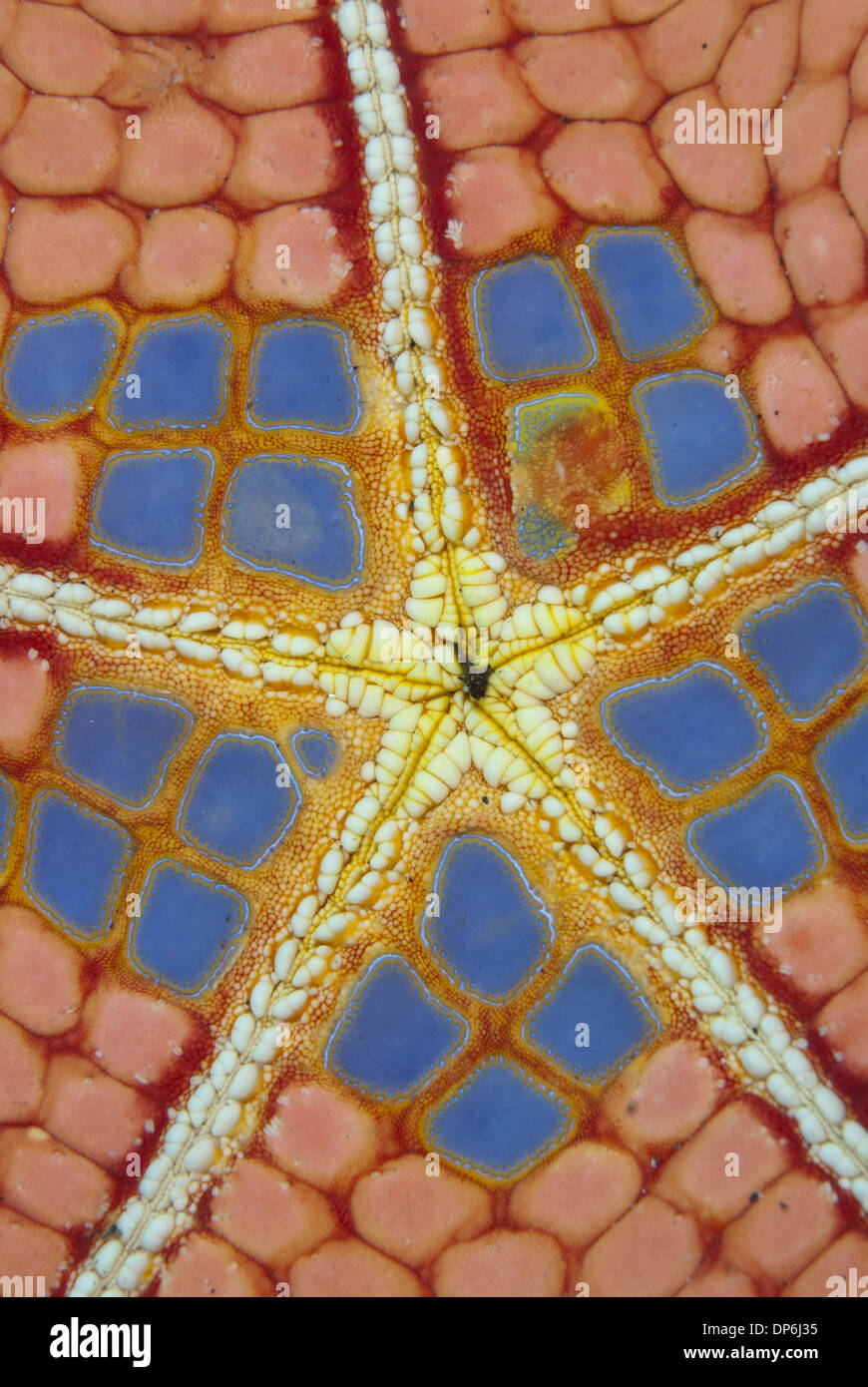 Starfish Underside Stock Photos & Starfish Underside Stock Images - Alamy