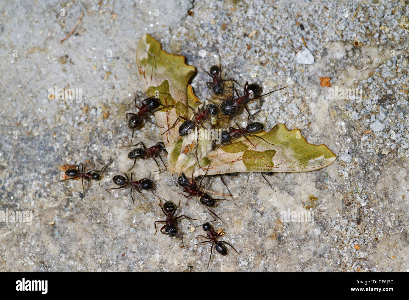 Southern Wood Ant (Formica rufa) adults group killing Lime Hawkmoth ...