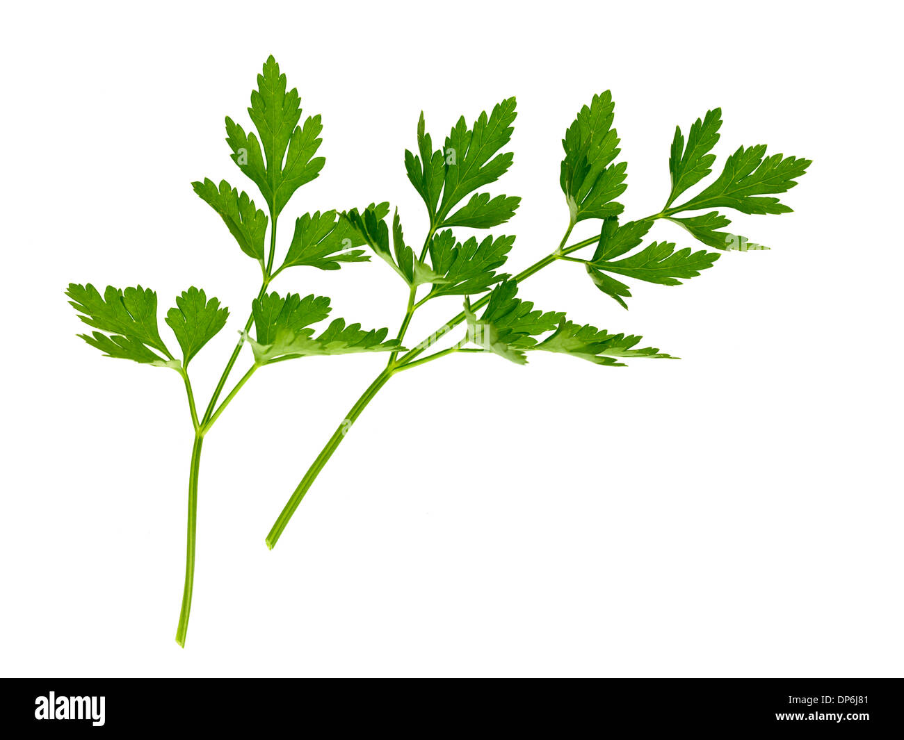Bunch flat leaf parsley hi-res stock photography and images - Alamy