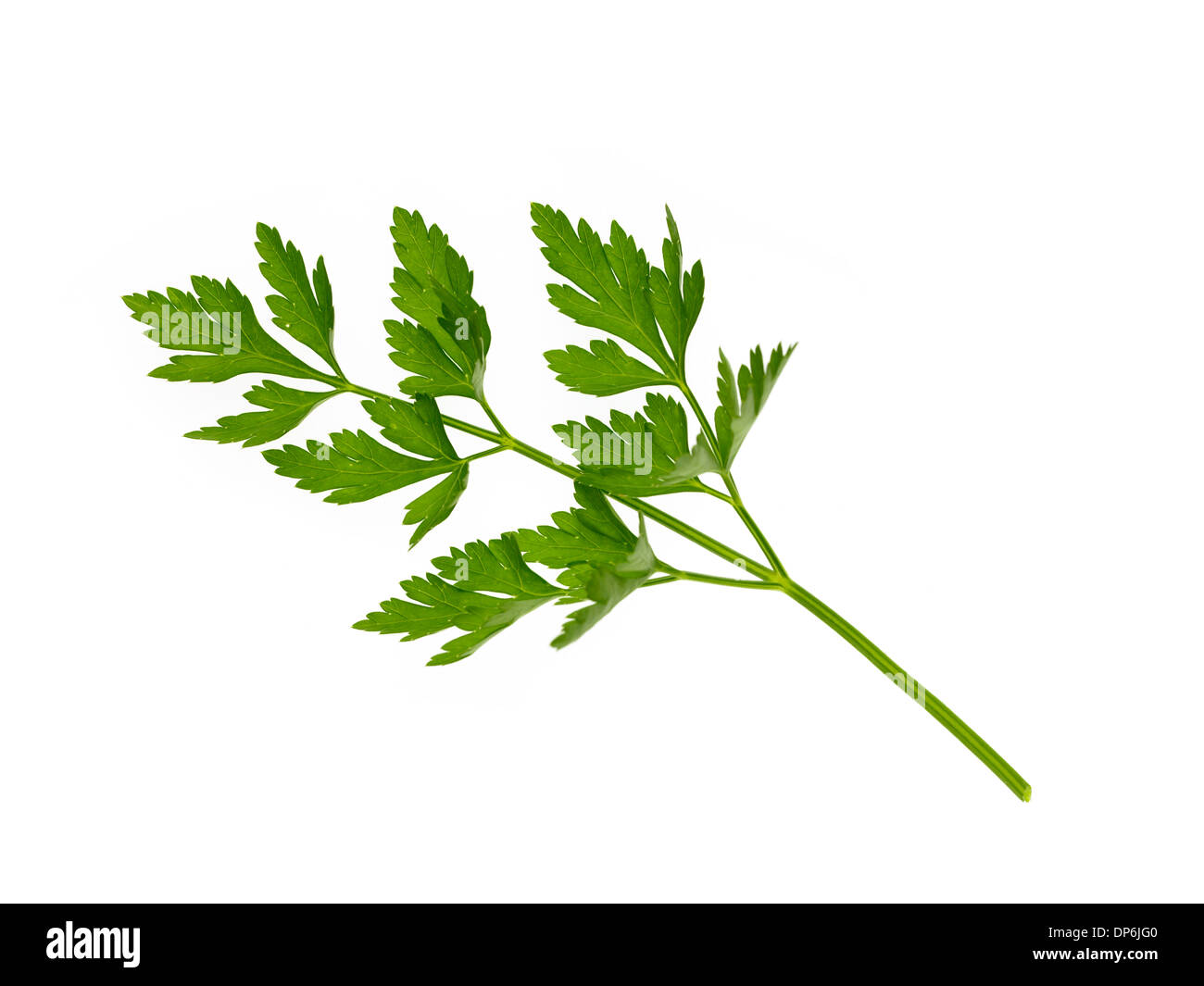 French parsley hi-res stock photography and images - Alamy
