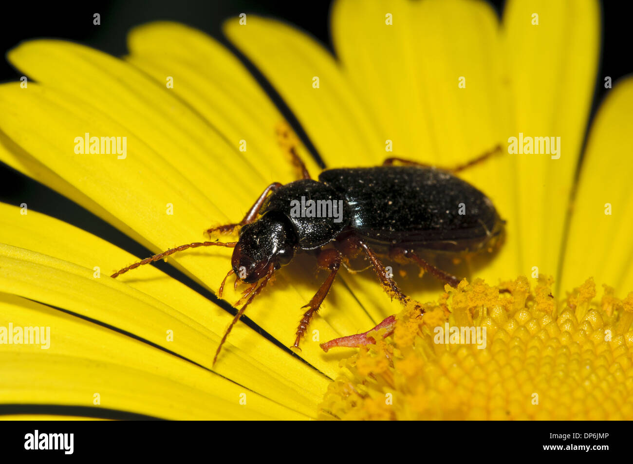 Ground Beetle (Harpalus affinis) adult, on yellow flower in garden ...
