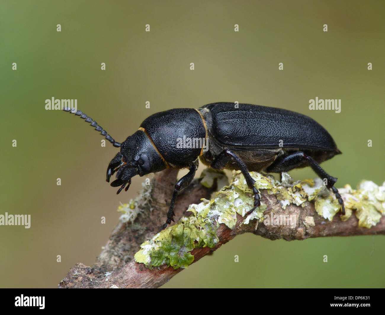 Black Longhorn Beetle (Spondylis buprestoides) adult resting on lichen ...