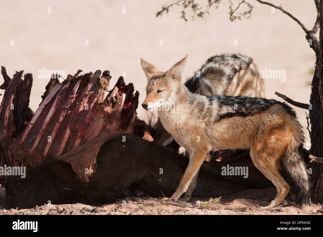 Black-backed Jackal with kill in the Kalahari Stock Photo - Alamy