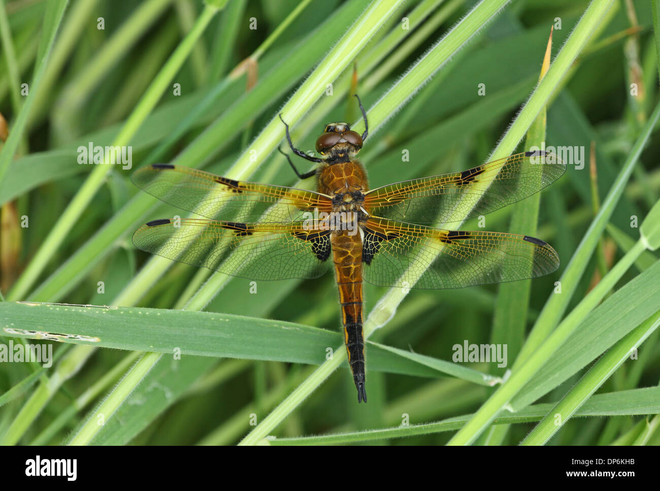 Four-spotted Chaser (Libellula quadrimaculata) adult female, resting on ...