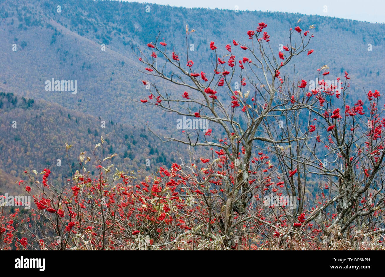 Oct 19, 2006; Boone, NC, USA; A red elderberry tree on the top of Mt ...