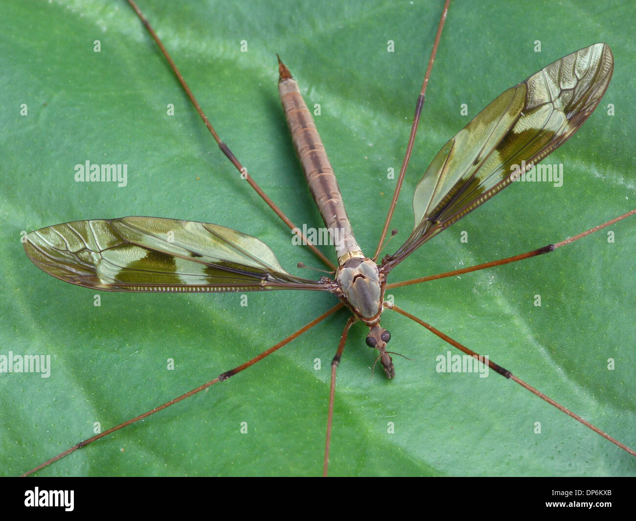 Giant Cranefly (Tipula maxima) adult, resting on leaf, Cannobina Valley ...