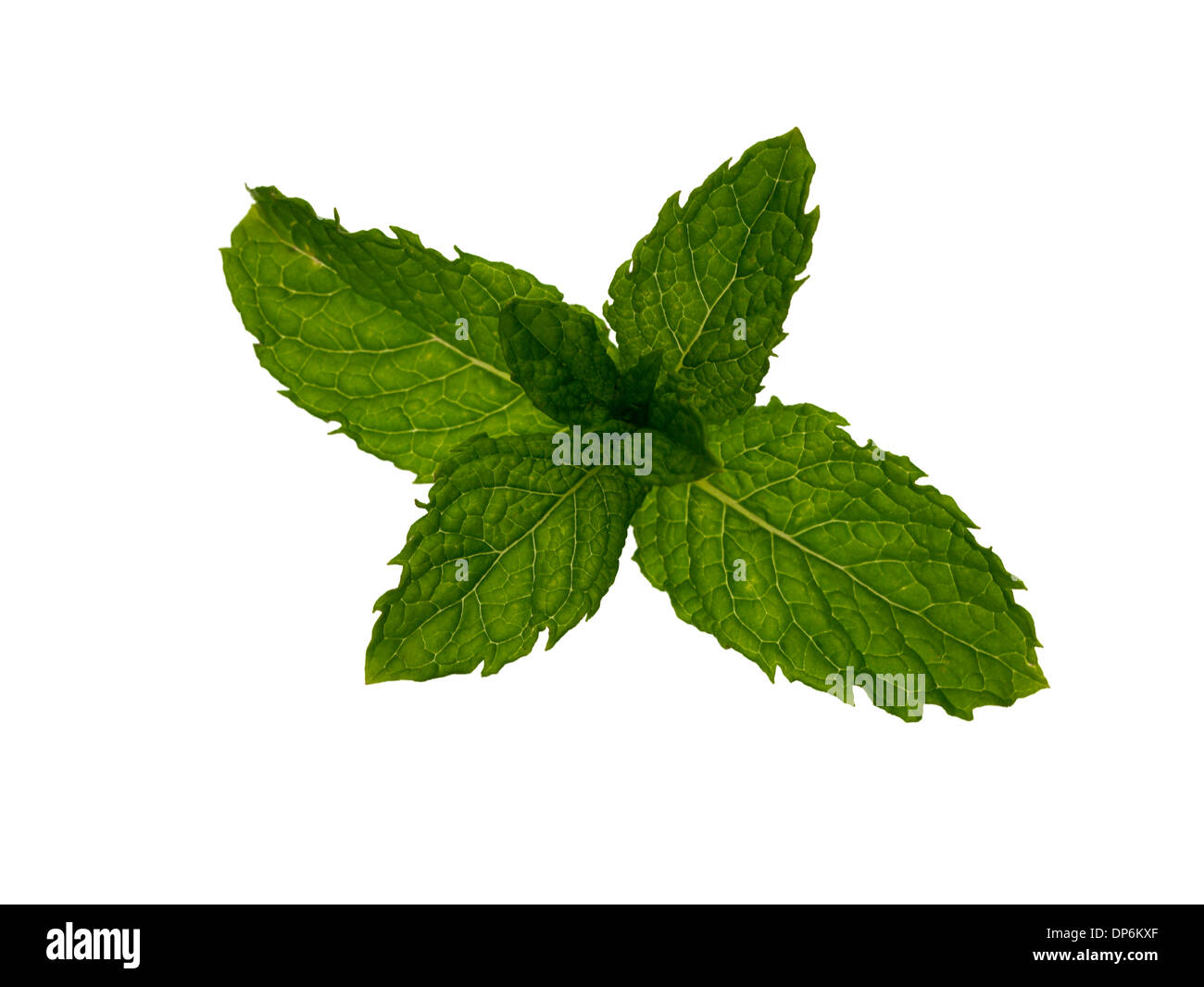 Bunch of fresh mint Cut Out Stock Images & Pictures - Alamy
