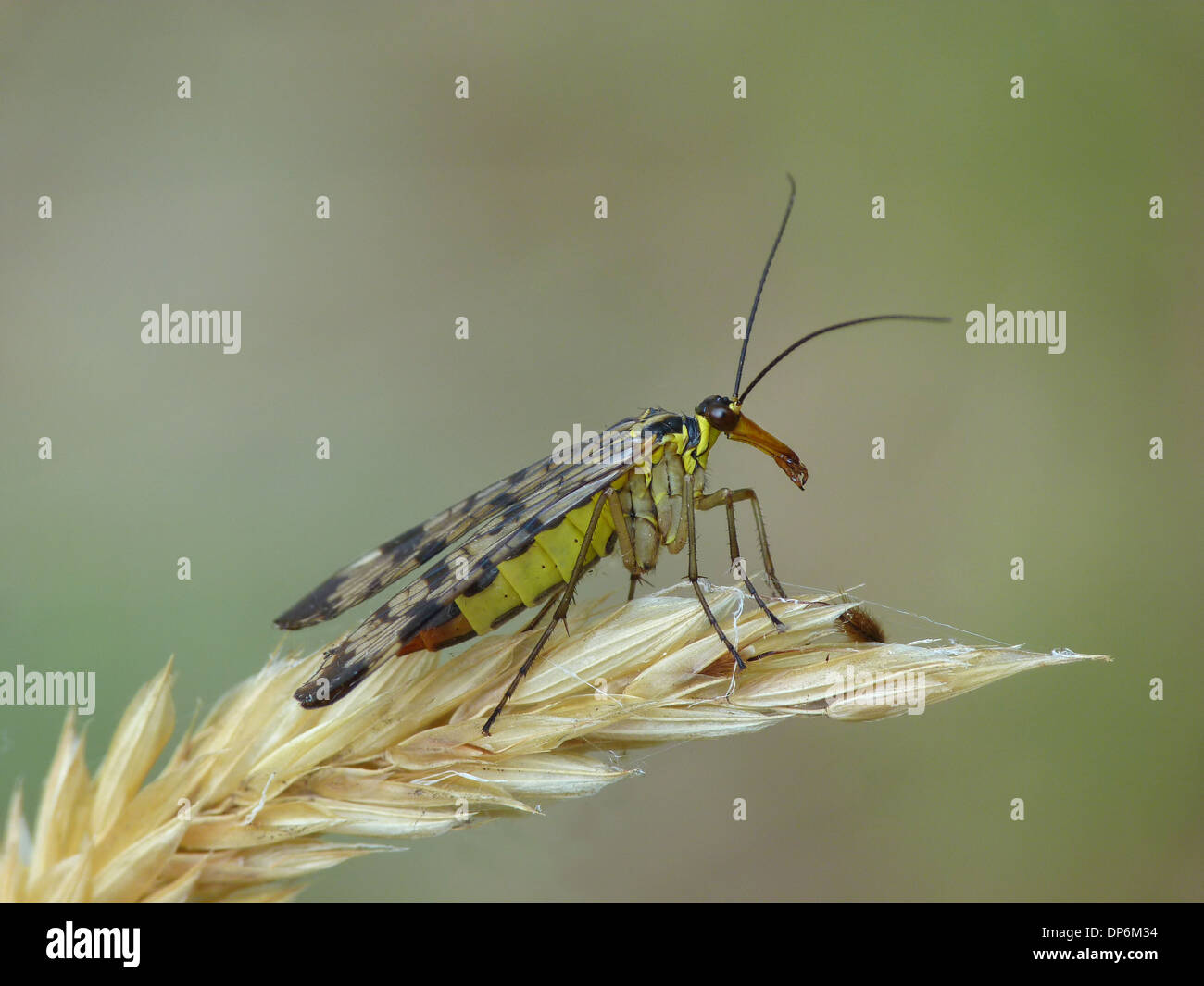 Common Scorpionfly (Panorpa communis) adult female resting on dry grass ...
