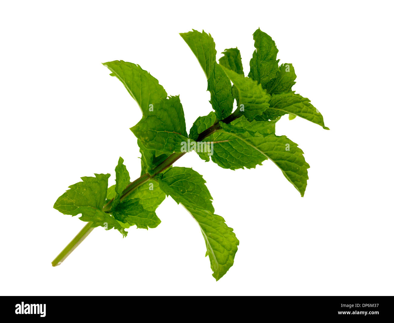 Bunch of mint leaves hi-res stock photography and images - Alamy