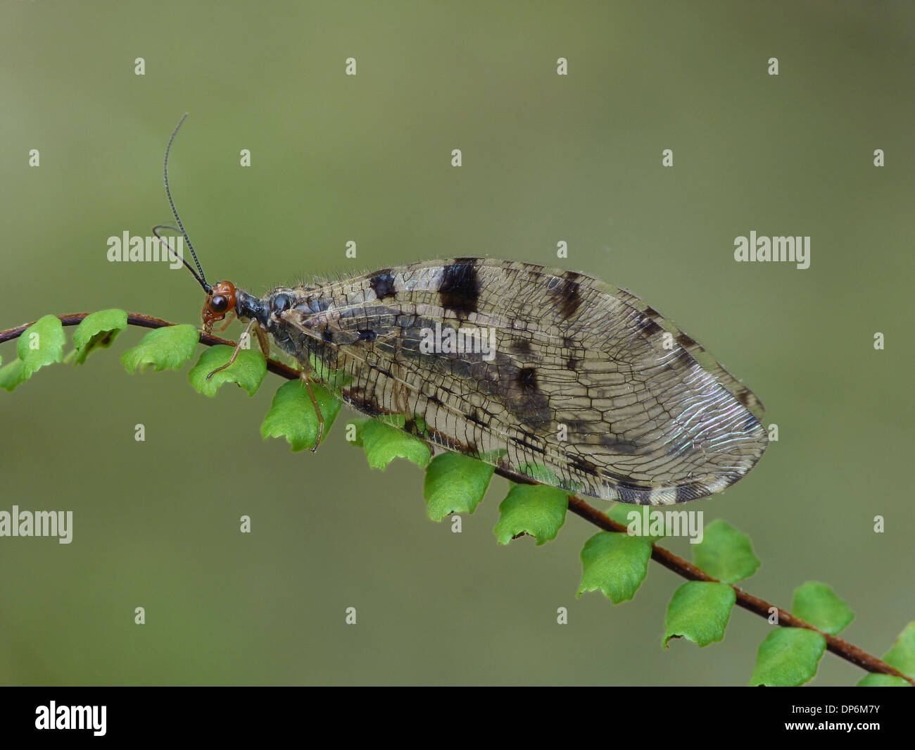 Giant Lacewing (Osmylus fulvicephalus) adult resting on Maidenhair ...