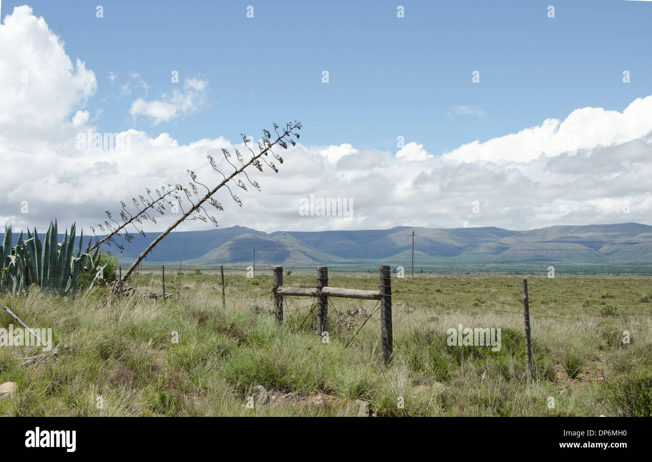 Karroo landscape with Agave cactus and fence Stock Photo - Alamy