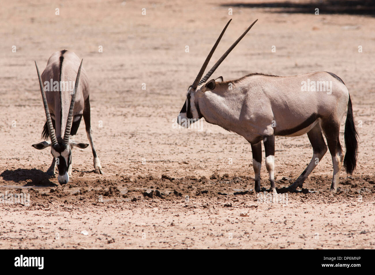 Gemsbok drinking at a waterhole in the Kalahari desert Stock Photo - Alamy