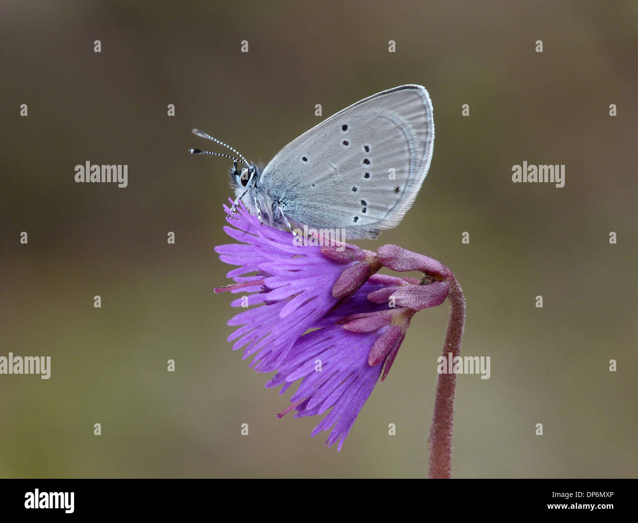 Osiris Blue (Cupido osiris) adult male roosting on Alpine Snowbell ...