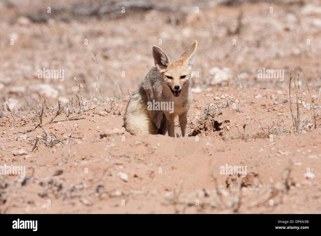 Cape Fox (vulpes chama) in the Kalahari desert, South Africa Stock ...