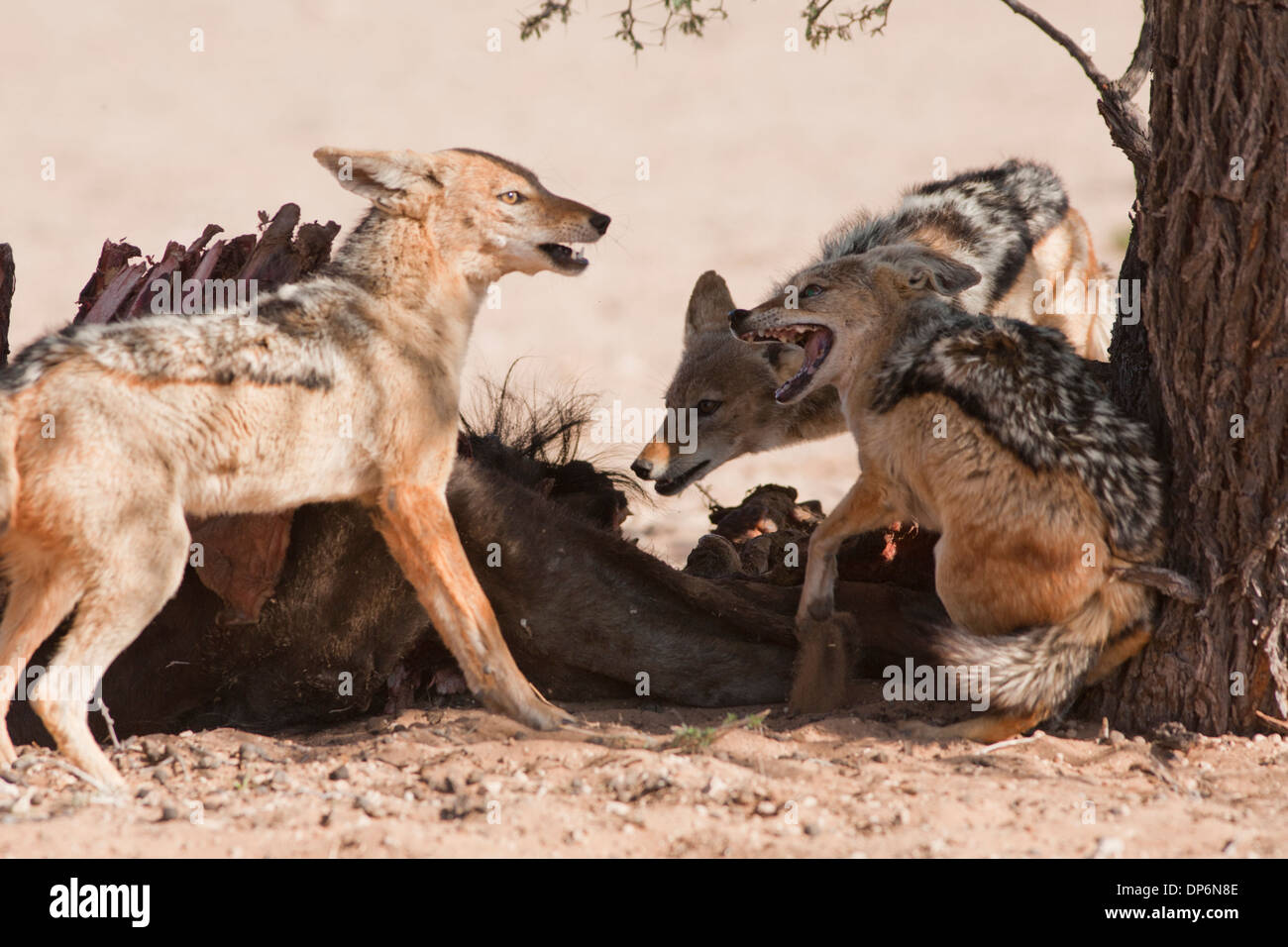 Black-backed Jackal with kill in the Kalahari Stock Photo - Alamy