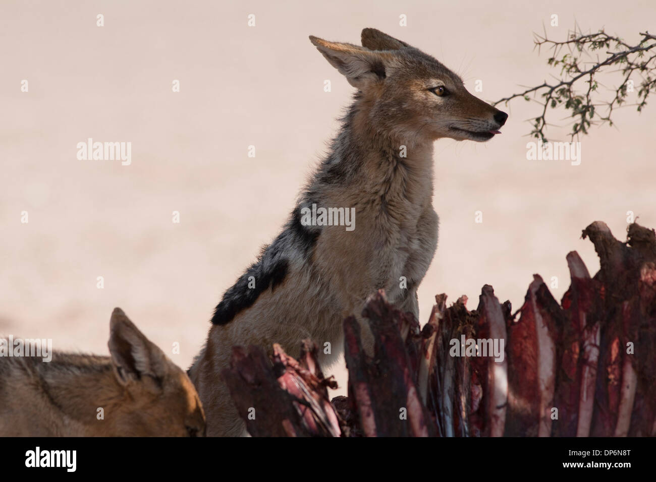 Black-backed Jackal with kill in the Kalahari Stock Photo - Alamy