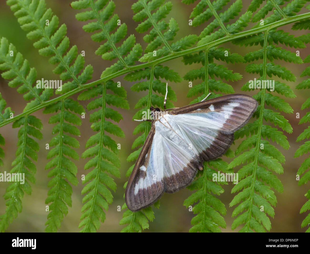 Box Tree Moth (Cydalima perspectalis) introduced species adult resting ...