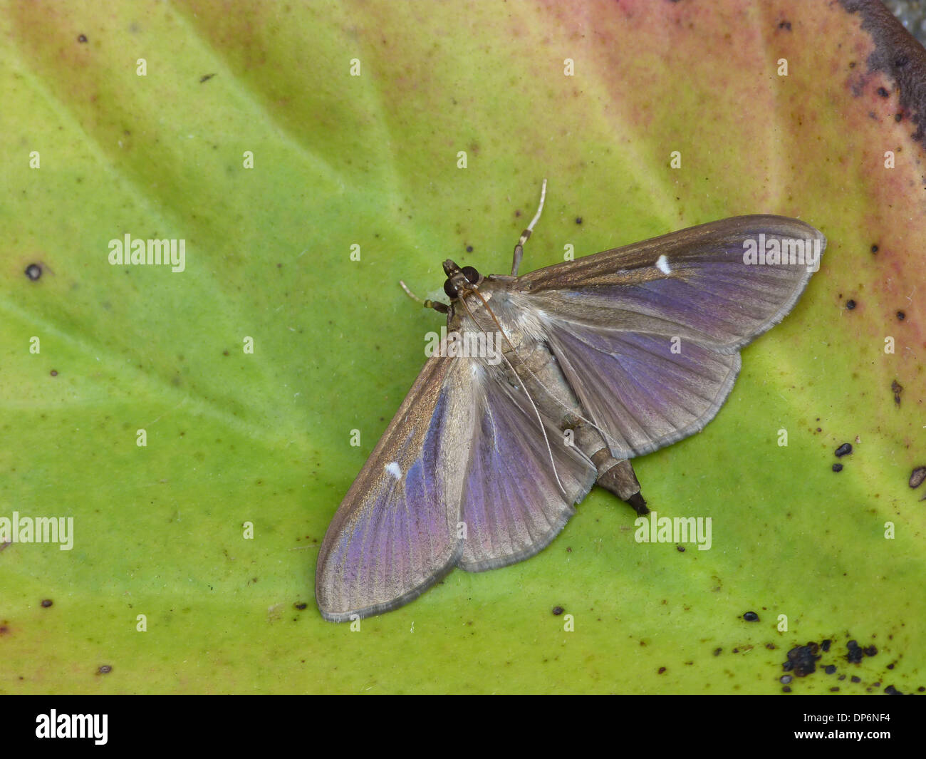 Box Tree Moth (Cydalima perspectalis) introduced species dark form ...