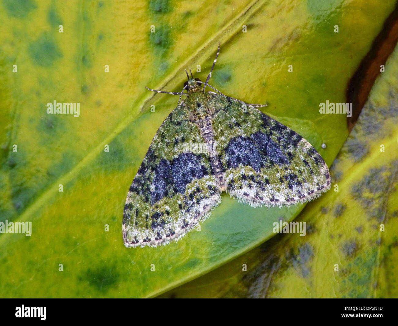 Yellow-barred Brindle (Acasis viretata) adult, camouflaged amongst ...