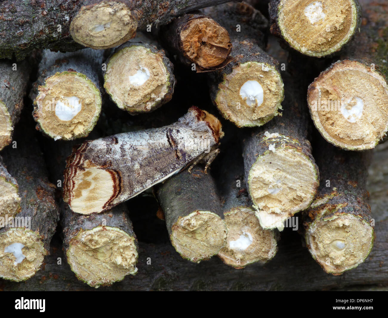 Buff-tip (Phalera bucephala) adult, resting amongst cut twigs ...