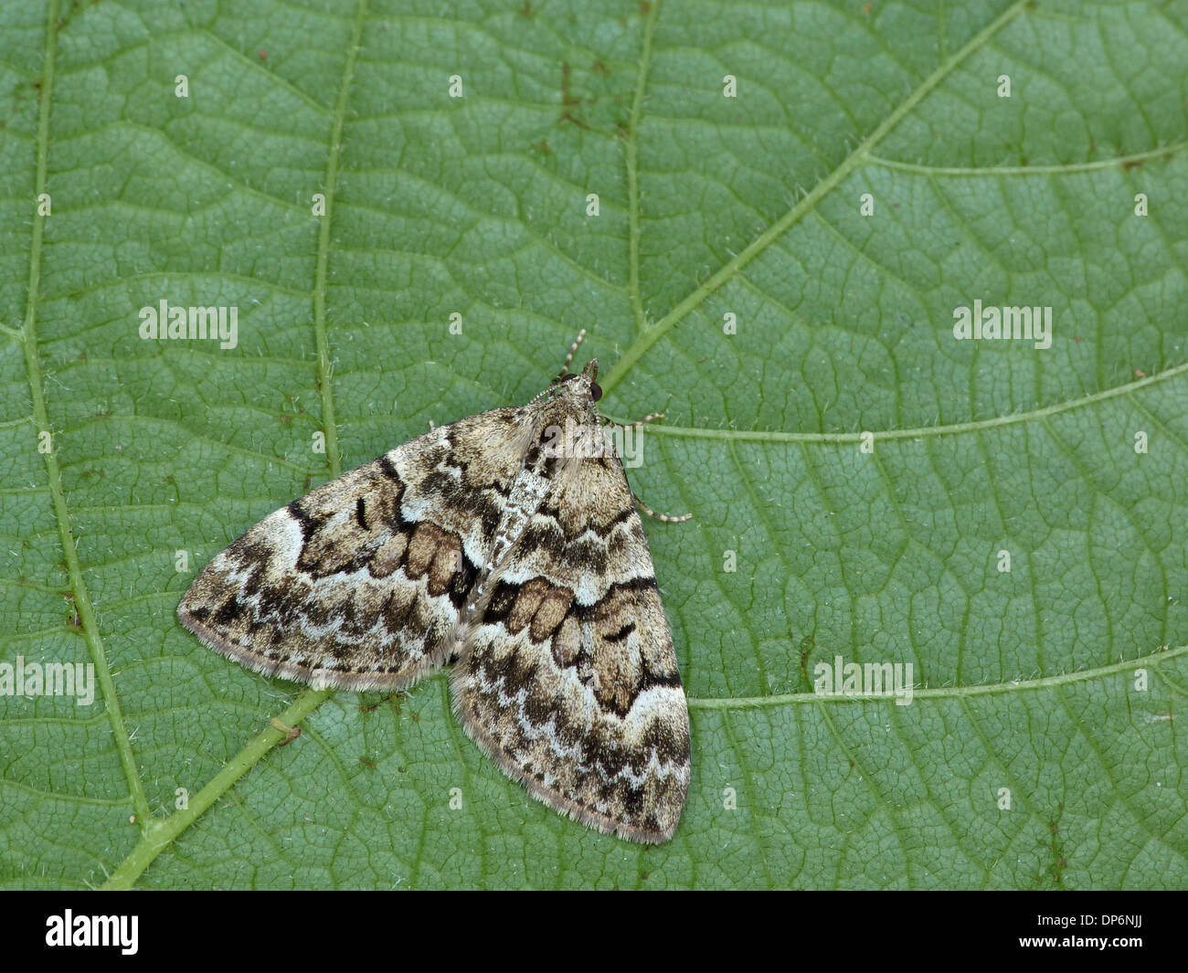 Spruce Carpet Moth (Thera britannica) adult, resting on leaf, Cannobina ...