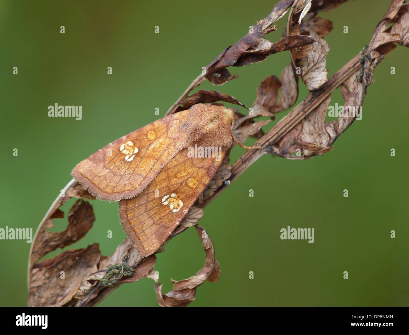 Ear Moth (Amphipoea oculea) adult, resting on dry fern frond, Cannobina ...