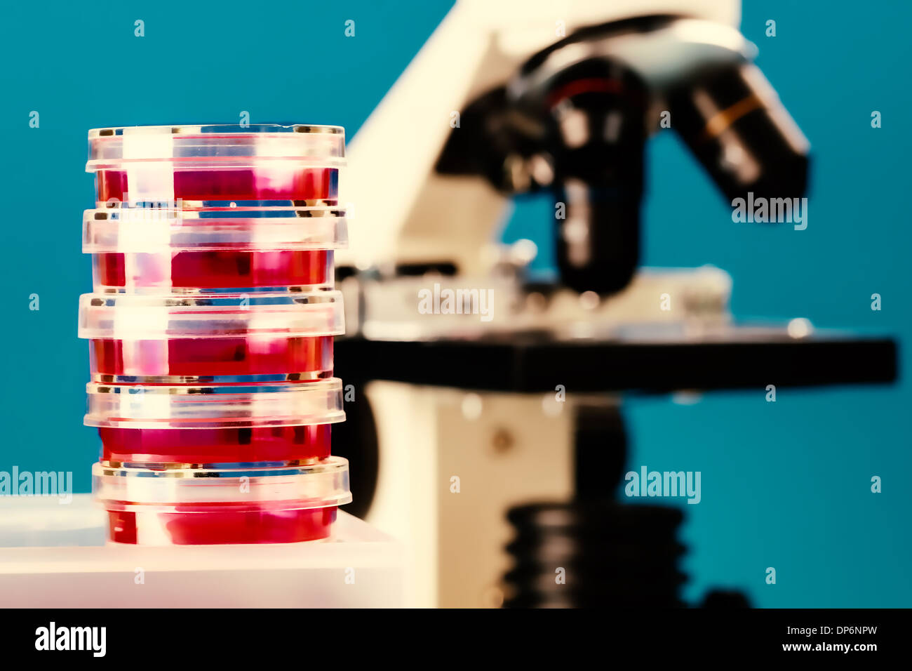 Petri dishes and laboratory microscope Stock Photo - Alamy