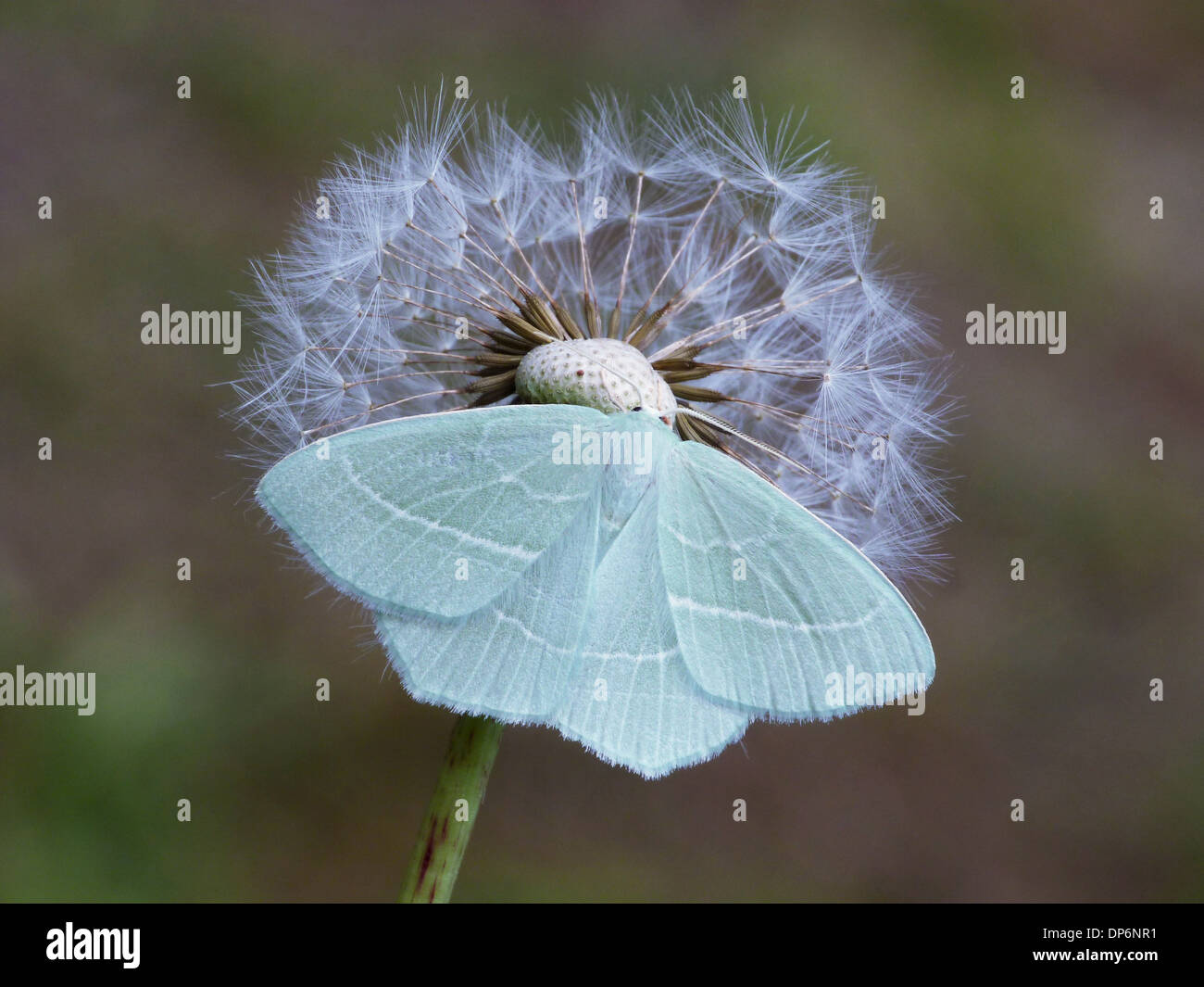Small Emerald Moth (Hemistola chrysoprasaria) adult resting on ...