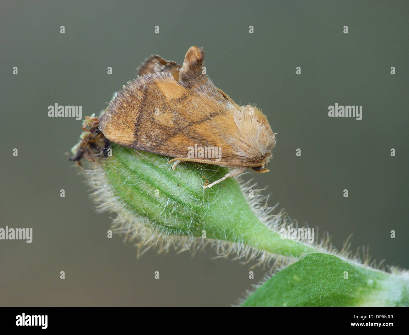 Festoon (Apoda limacodes) adult female resting on Red Campion (Silene ...