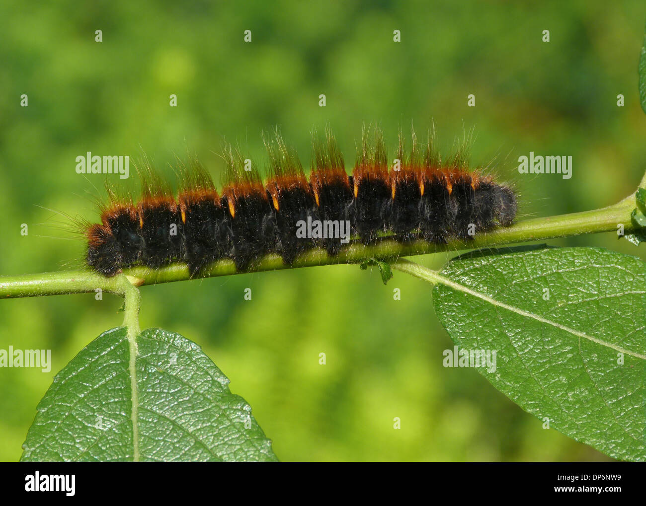 Goat moth larvae hi-res stock photography and images - Alamy