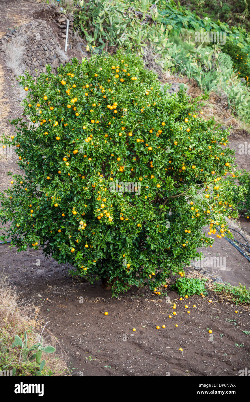 Tangerine tree hi-res stock photography and images - Alamy