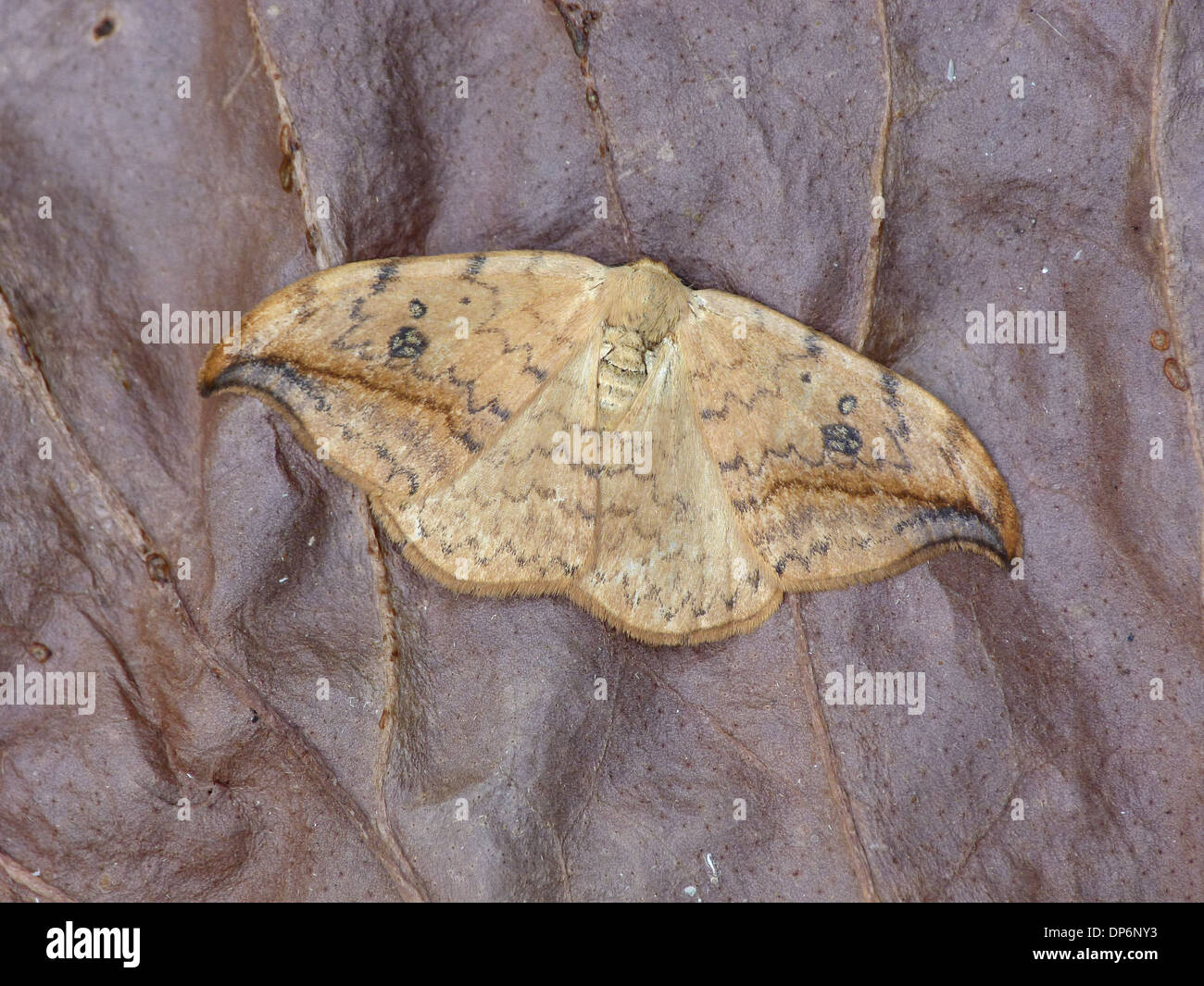 Drepana hi-res stock photography and images - Alamy