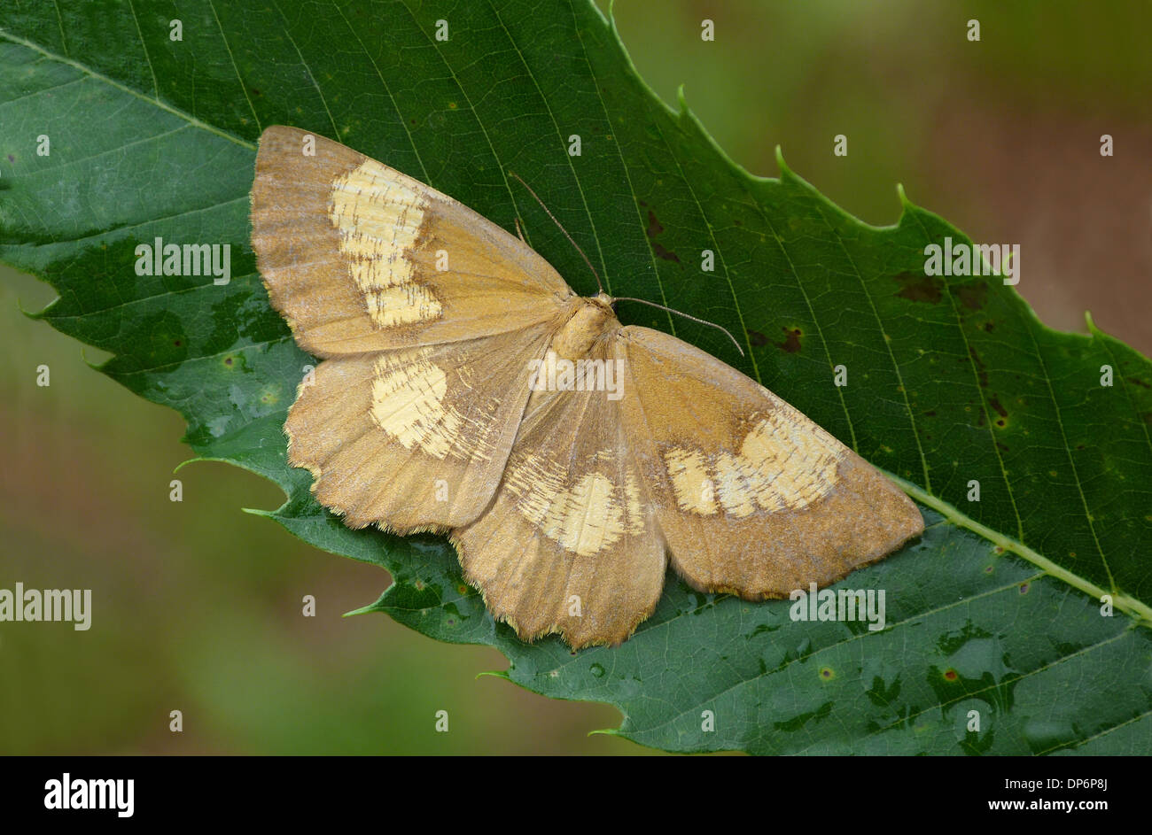 Orange Moth (Angerona prunaria) corylaria form adult female resting on ...