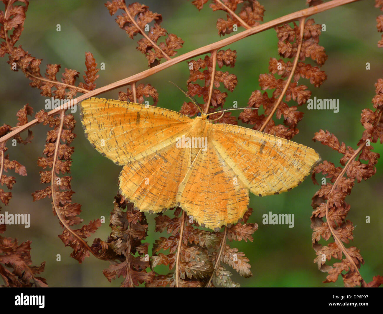 Orange Moth (Angerona prunaria) corylaria form adult male resting on ...